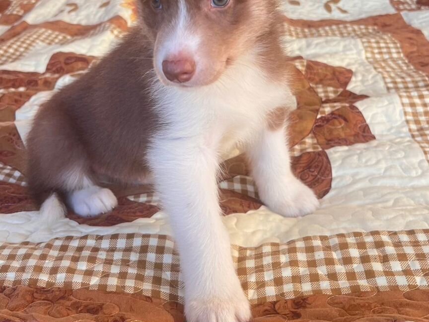 Щенки хаски бесплатно