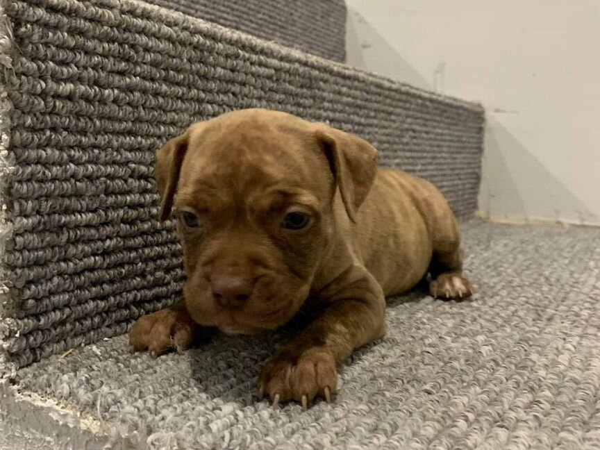 Шикарные малыши питбуля,с документами