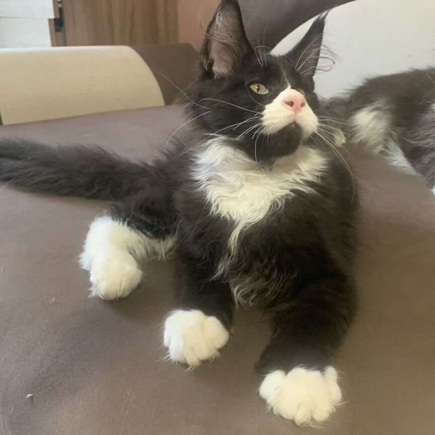 Котята мейкуны продажа
