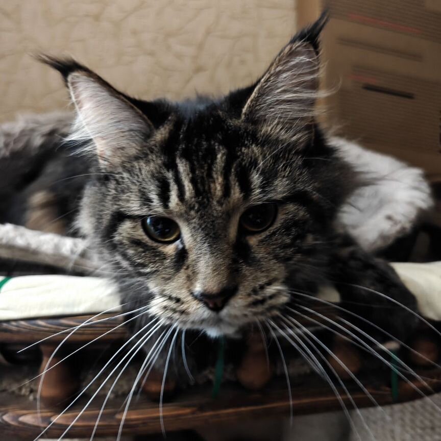 Мейн-кун, взрослая кошка