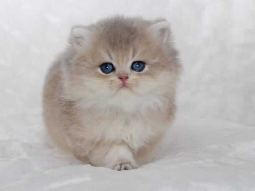 Британский котенок. Длинношерстный