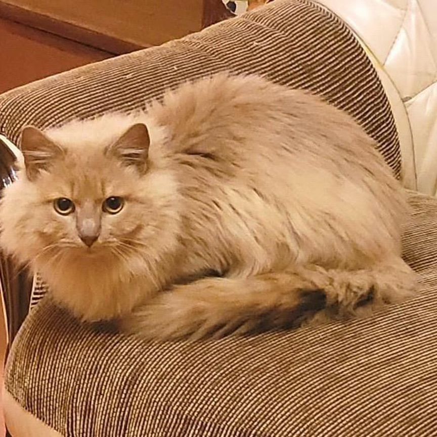 Котик