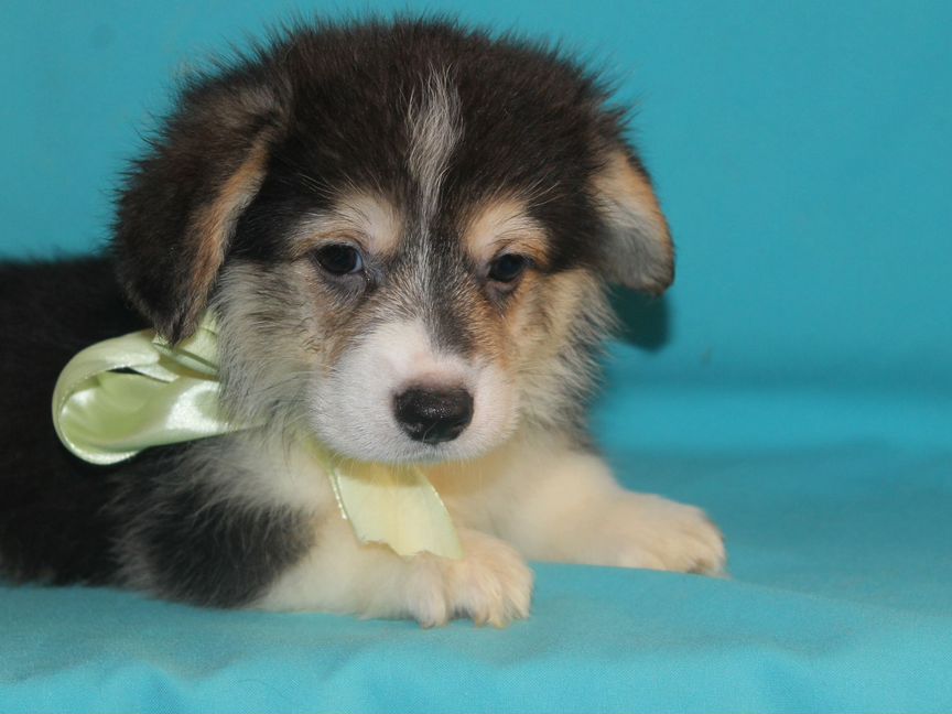 Триколорные корги