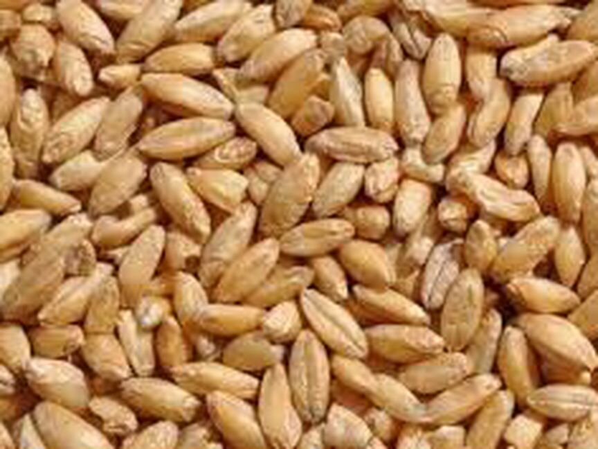 Зерно пшеница ячмень горох