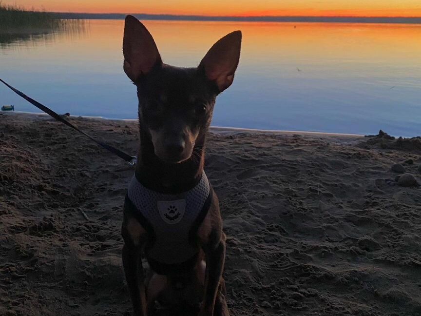 Русский той-терьер вязка