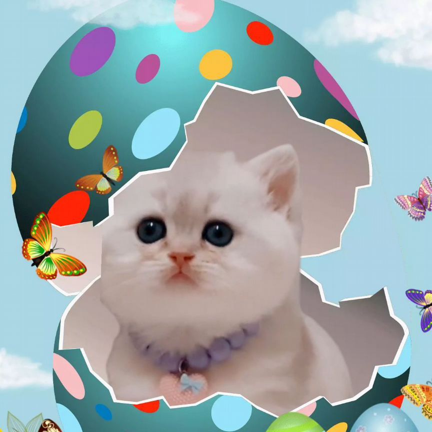 Шотландский прямоухий короткошёрстный котёнок