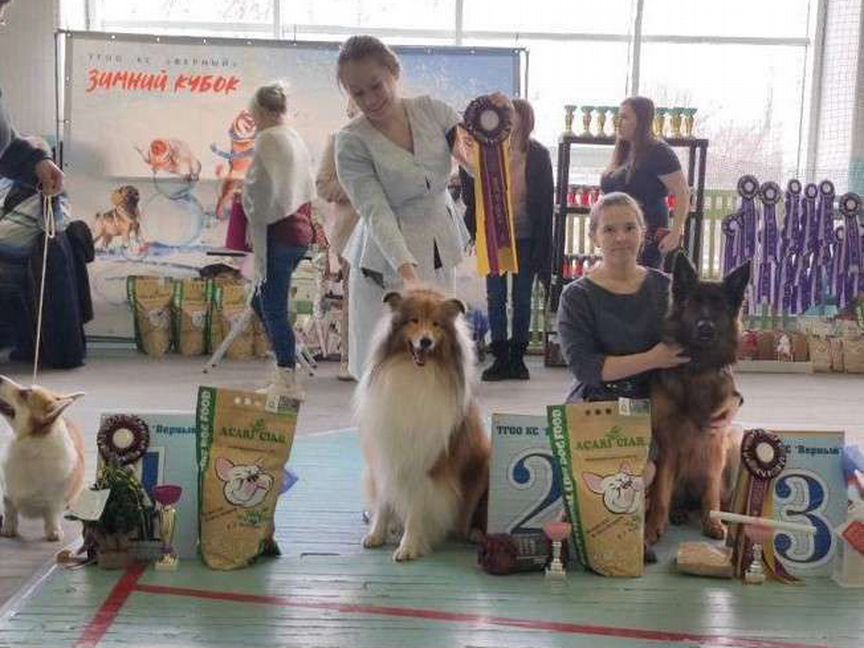 Кобель Колли д/ш на вязку