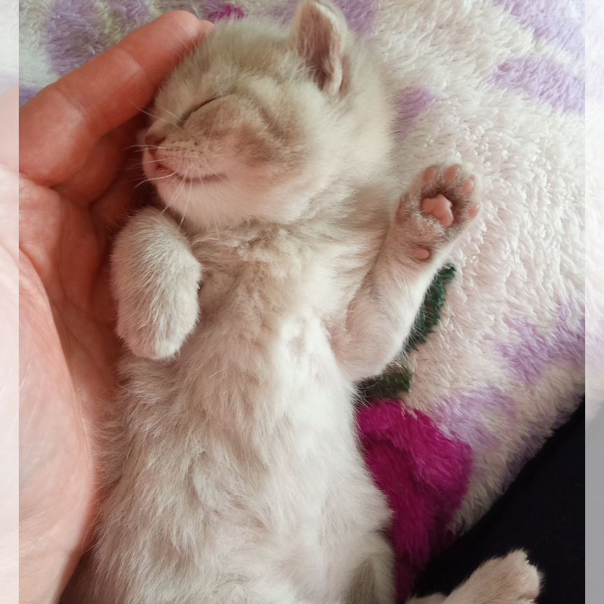 Шотландские жемчужный и голубой перламутр