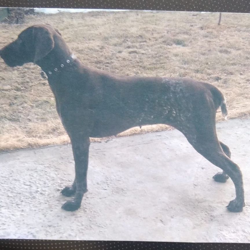 Щенки курцхаара