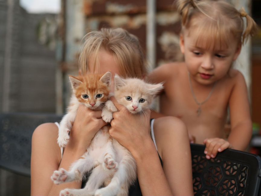 Котята в добрые руки