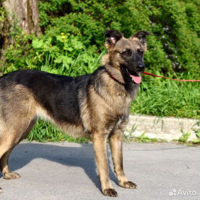 Красавица Черника ищет дом