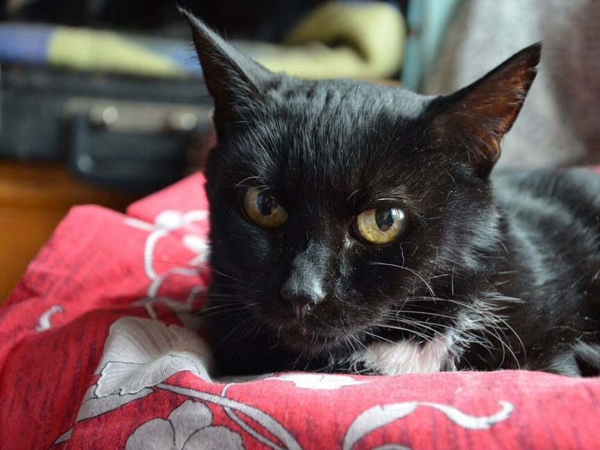 Нежная спокойная трогательная Мышка ищет дом