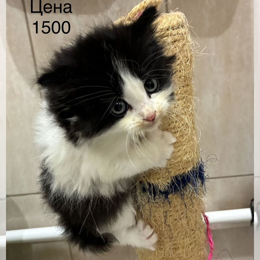 Котёнок в добрые руки