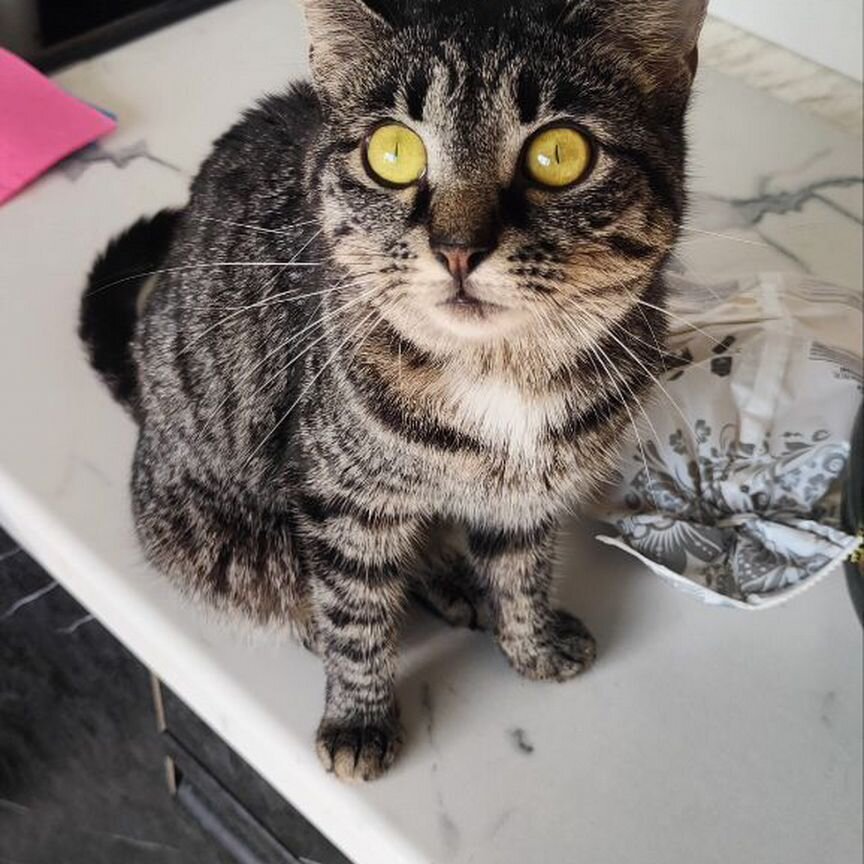 Кошка метис ориентала