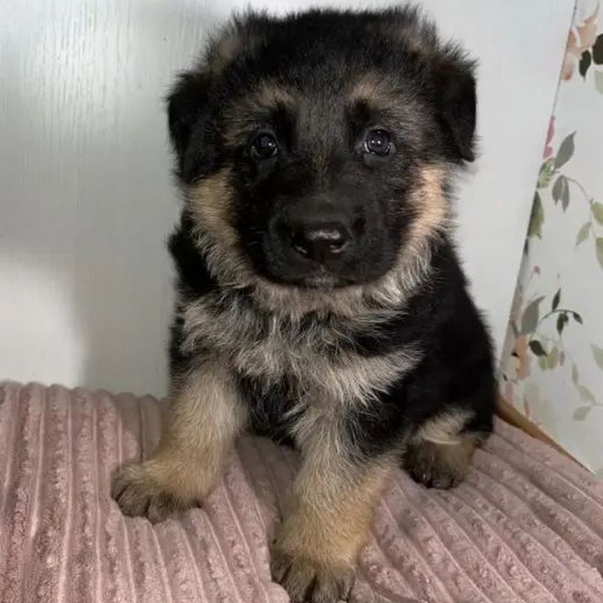 Немецкая овчарка, щенок