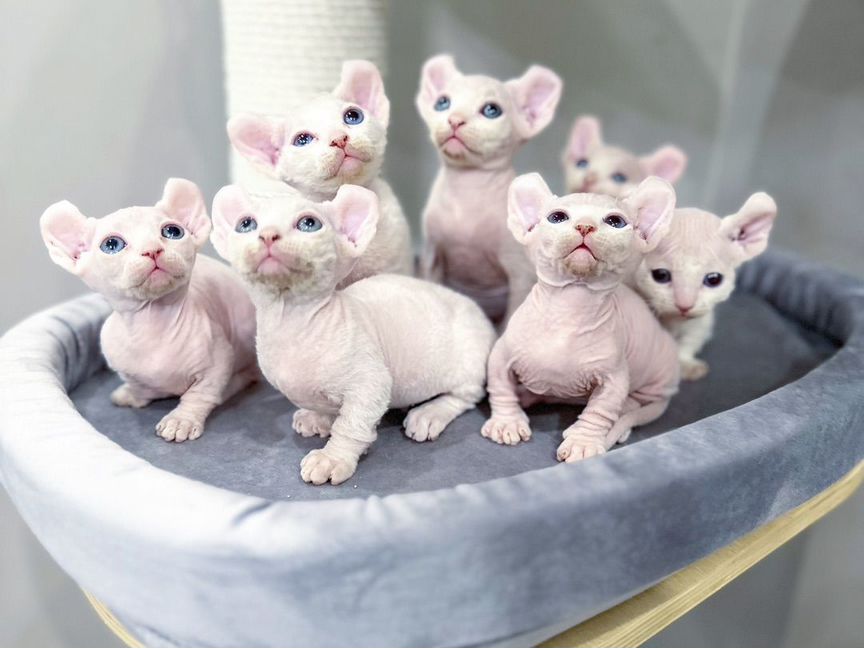 Канадский сфинкс Дэльф,эльф. Двельф