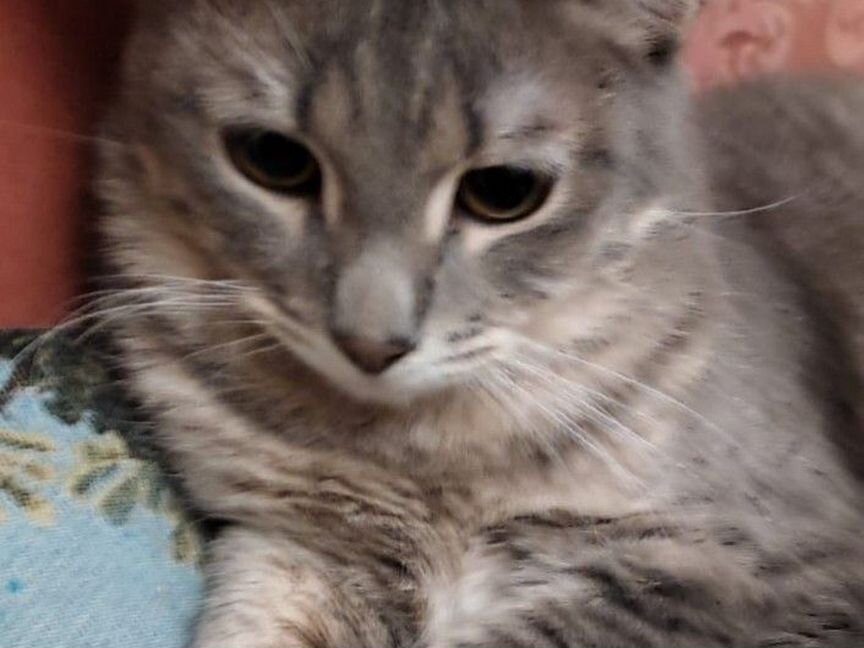 Котик