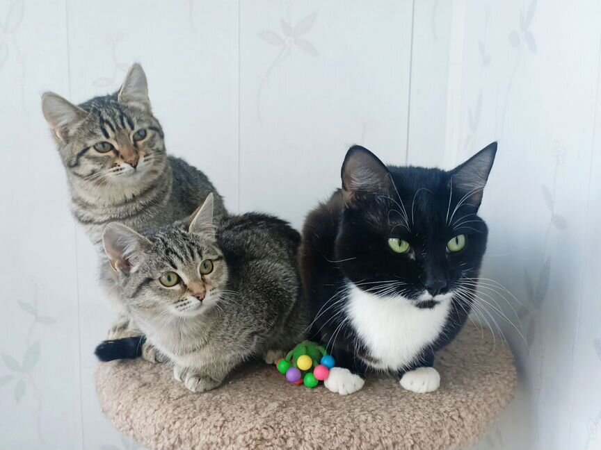 Кошечки и кот