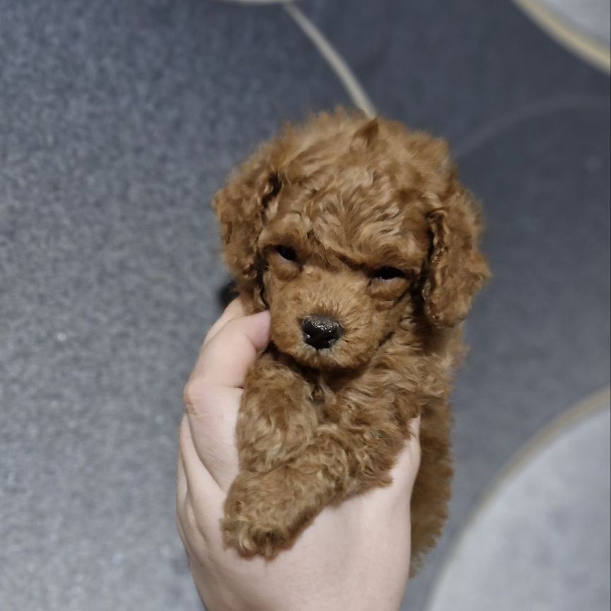 Той-пудель, щенок