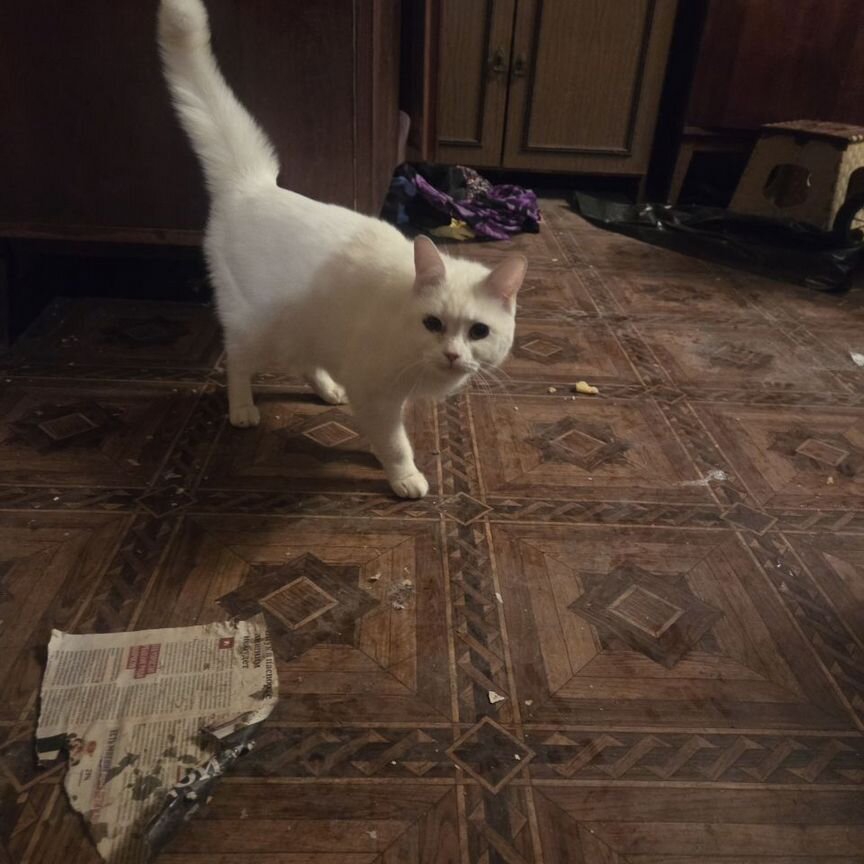 Взрослый кот в добрые руки