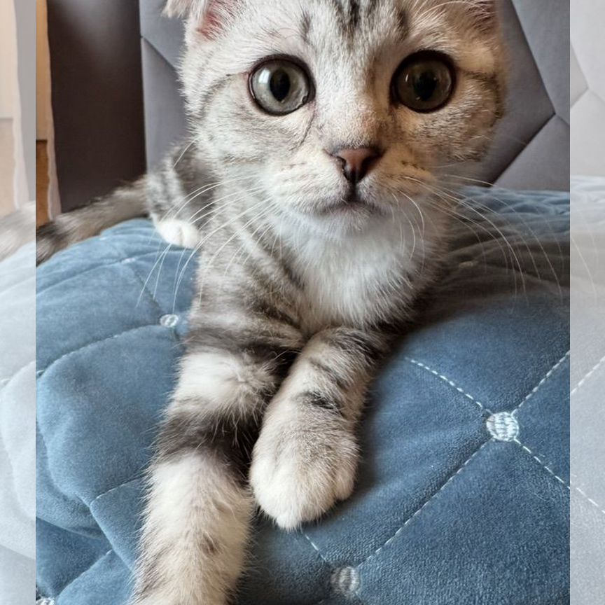Котенок в добрые руки