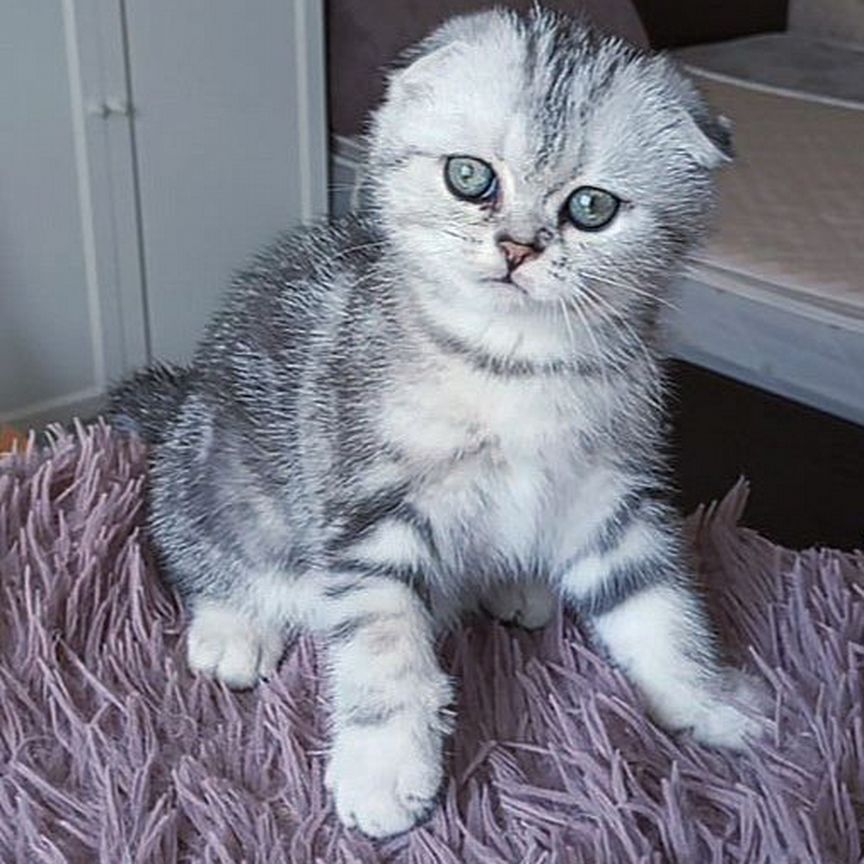 Шотландские вислоухие котята 2 мес