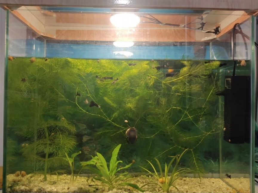 Аквариум 47 л., с рыбками, фильтром, растениями