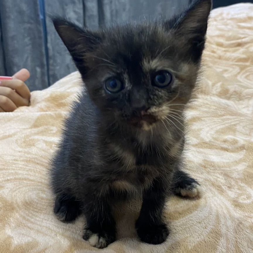 Замечательная кошечка в добрые руки, с доставкой