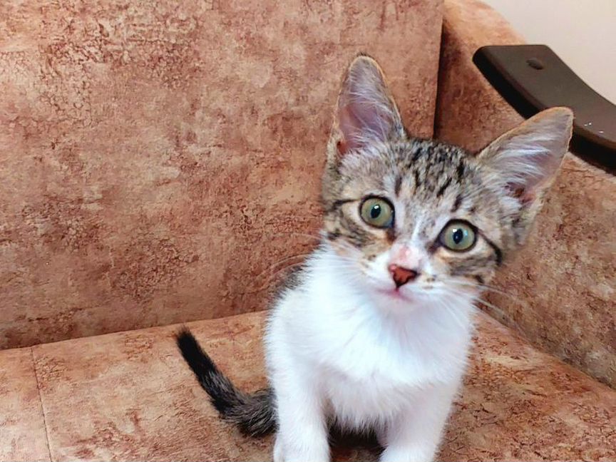 Супер игривый котенок Василиса в дар