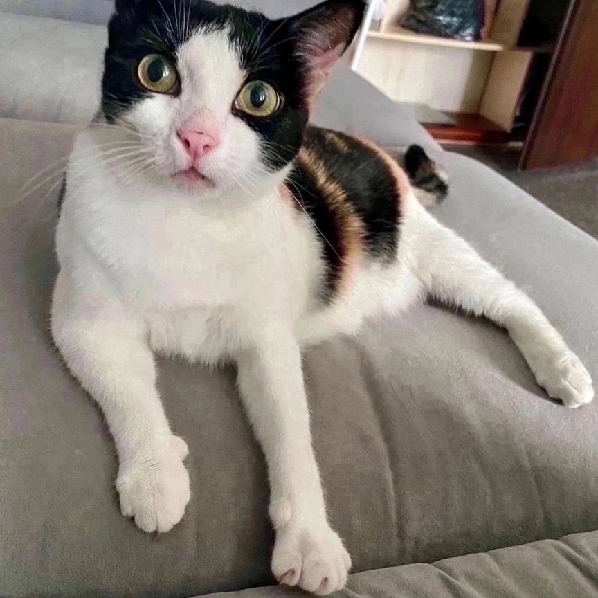 Возьми из приюта