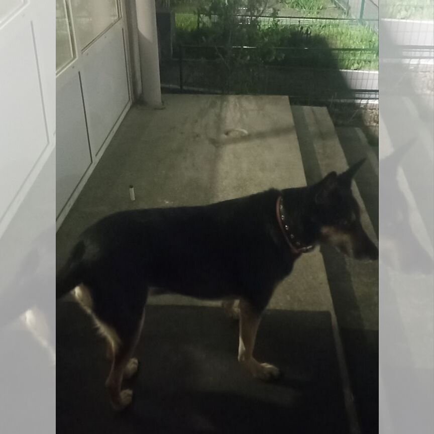 Восточноевропейская овчарка, взрослая собака