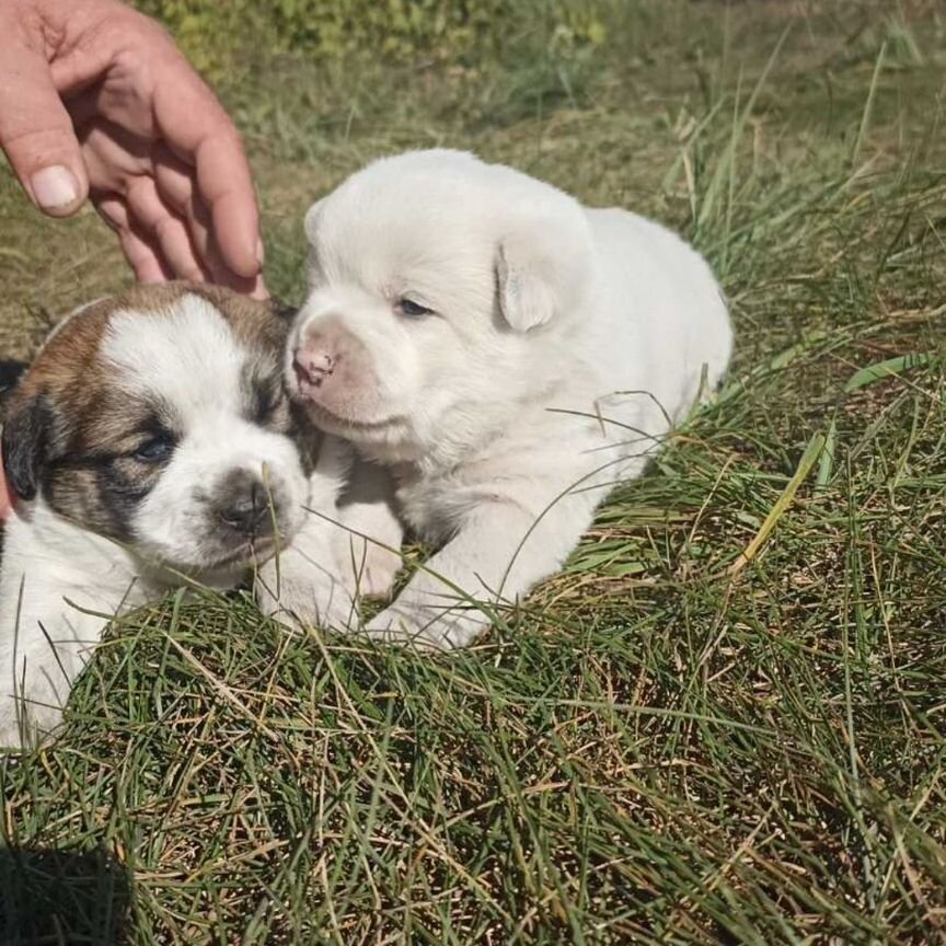 Щенки 1 месяц в добрые руки