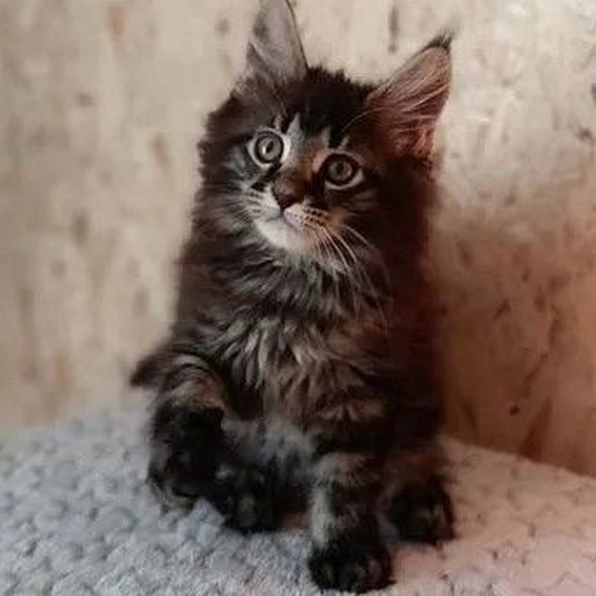 Мейн-кун котёнок