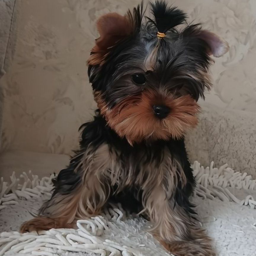 Йоркширский терьер, щенок