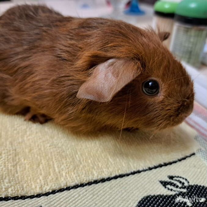 Морская свинка английский селф