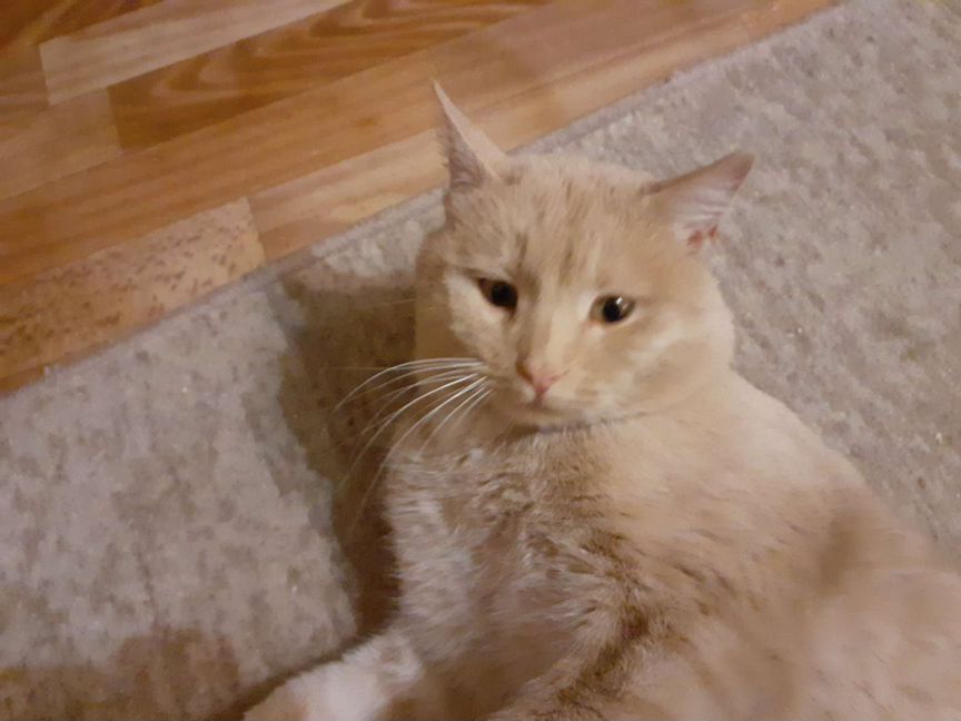 Крупный котик Персик