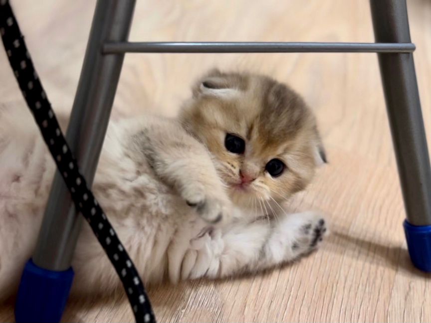 Шотладские котята