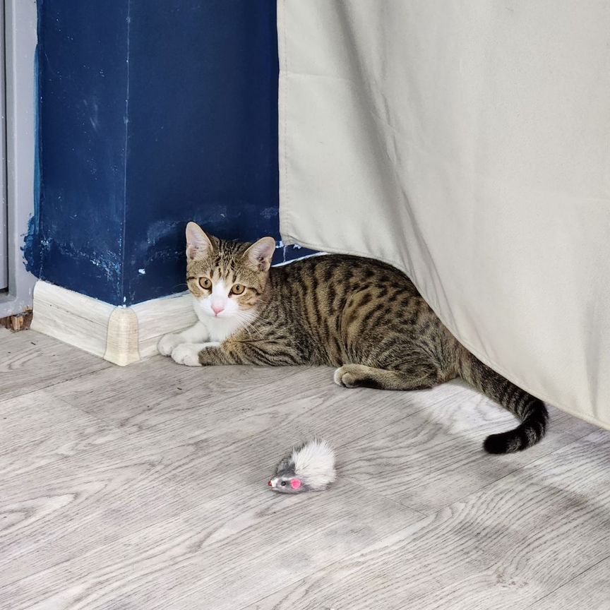 Котик в добрую семью