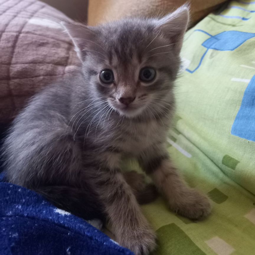 Котенок мальчик бесплатно