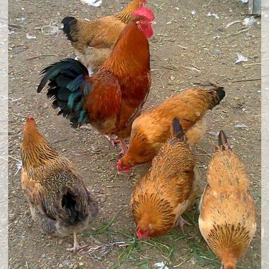 Петухи кучинские