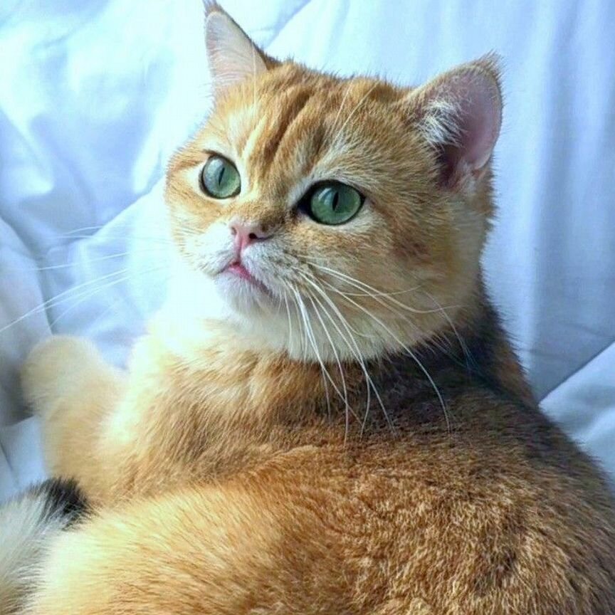 Британский котик золотая шиншилла ny12