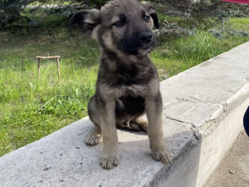 Щенок в добрые руки