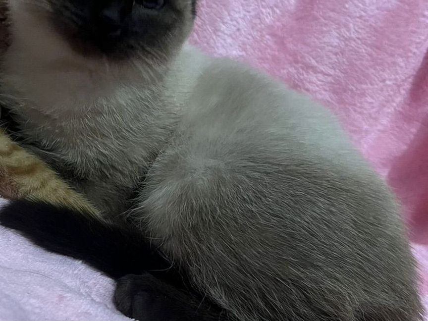 Сиамская кошечка