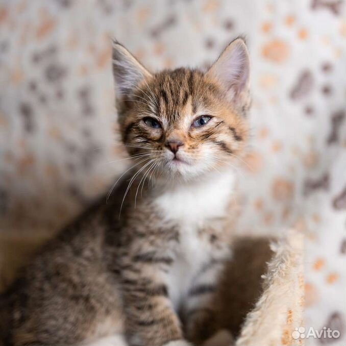 Котенок девочкав добрые руки