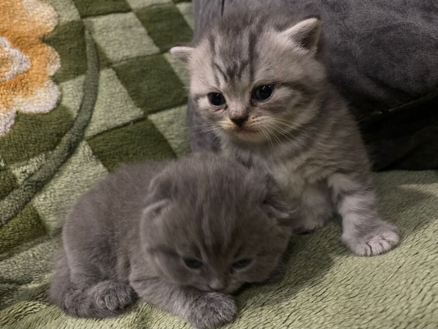 Британские вислоухие котята