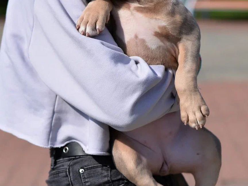 Американский булли стандарт