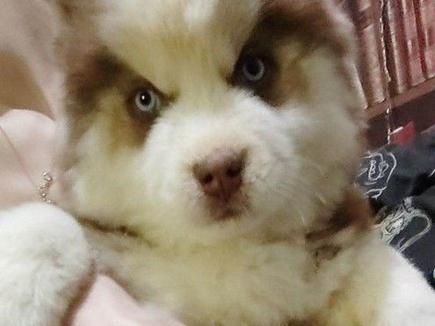 Сладкий пупсик