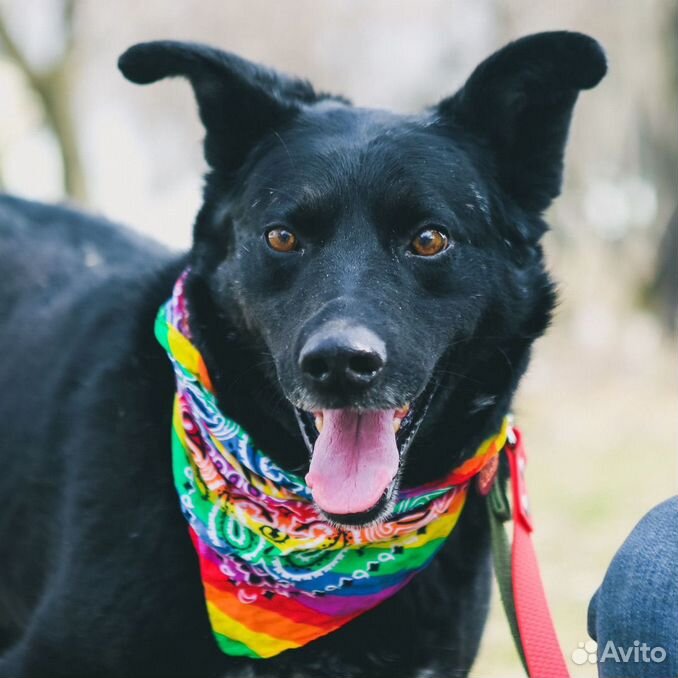 Грант-море оптимизма и позитива песик ищет дом