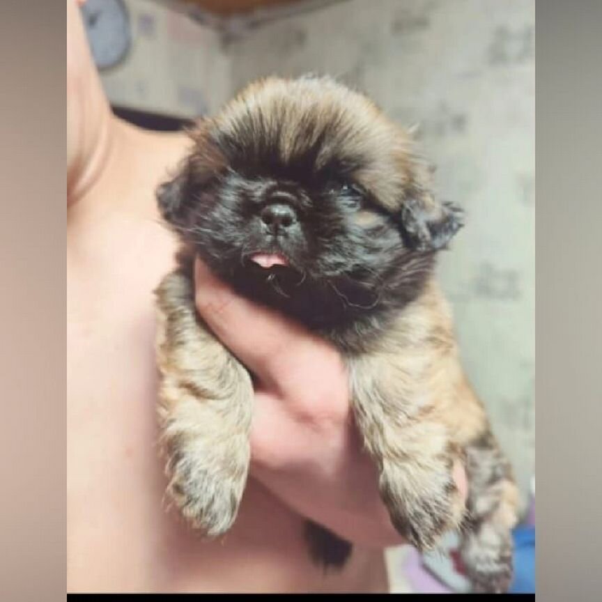 Щенки пекинеса