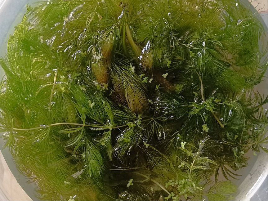 Роголистник